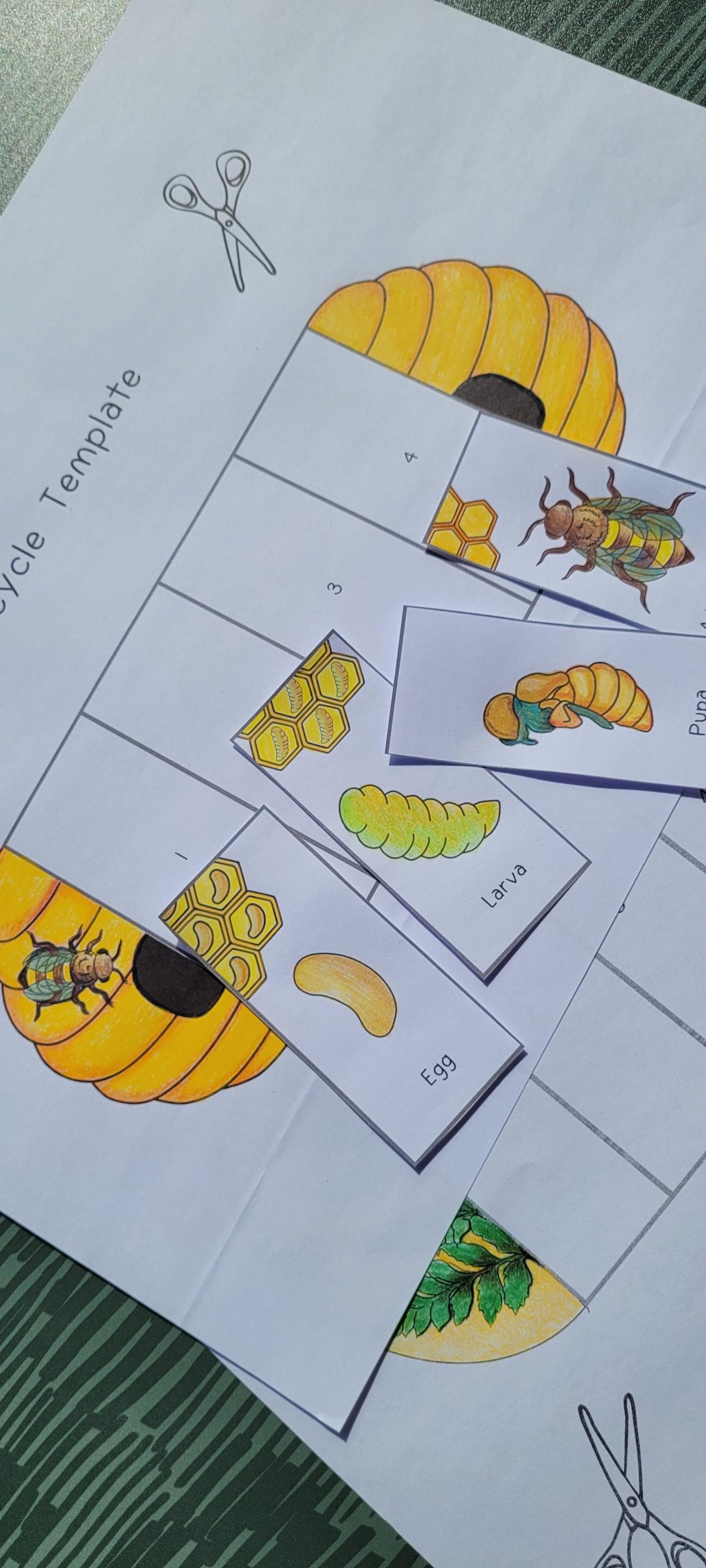 Bee Life Cycle, Honey Bee Sequence and Fold Kids' Science Craft, A4 and ...