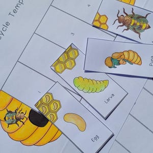 Bee Life Cycle, Honey Bee Sequence and Fold Kids' Science Craft, A4 and ...
