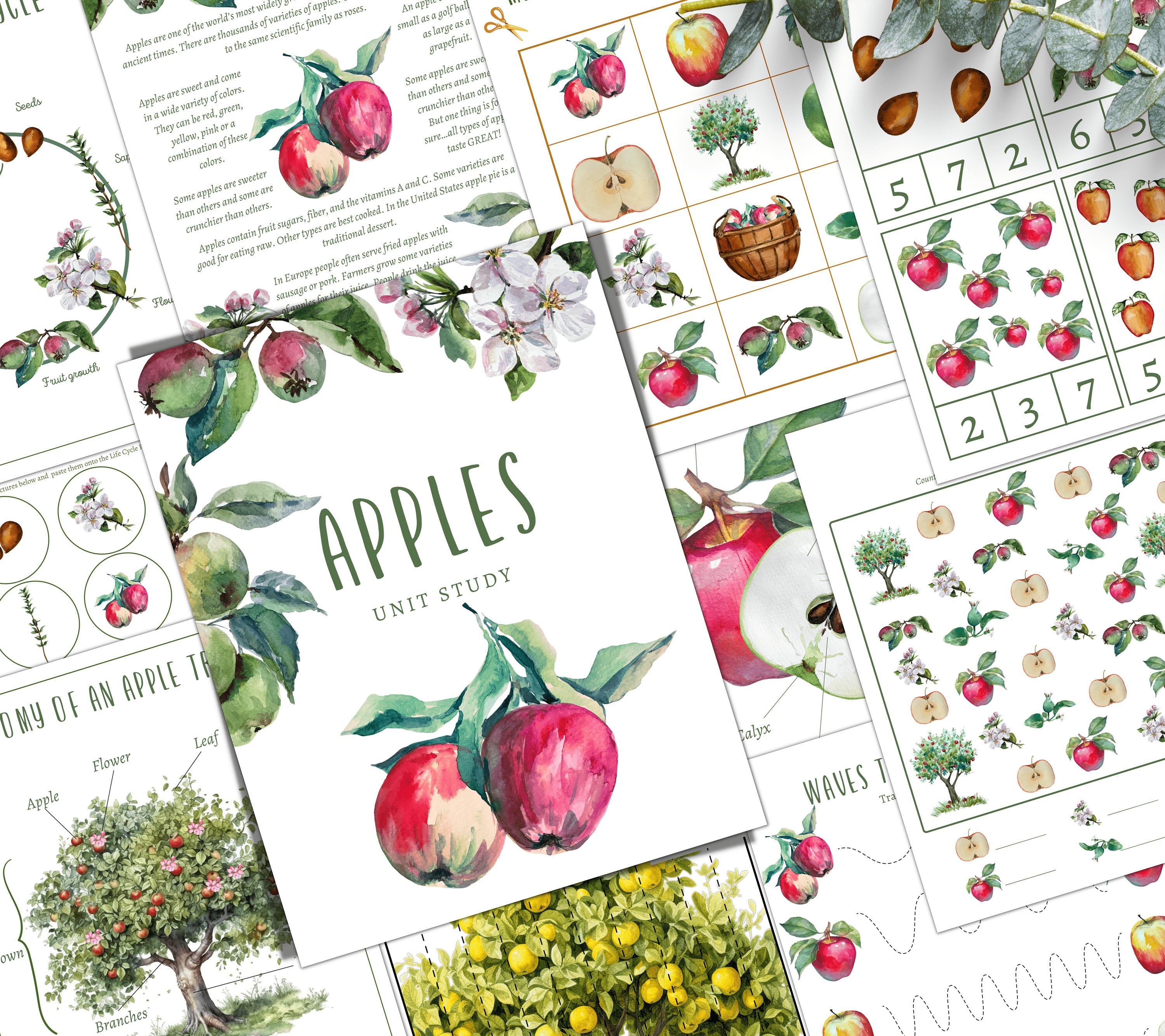 APPLE Unit Study, Life Cycle, Anatomy, Nature Study, Science ...