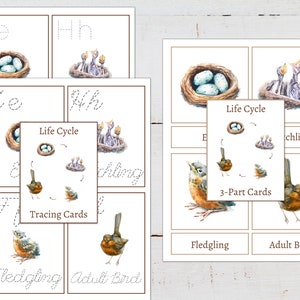 BIRD Unit Study, Life Cycle, Anatomy, Nature Study, Science, Homeschool ...