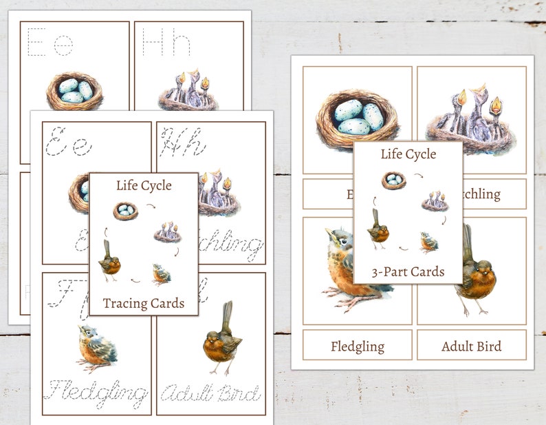 BIRD Unit Study Life Cycle Anatomy Nature Study Science - Etsy