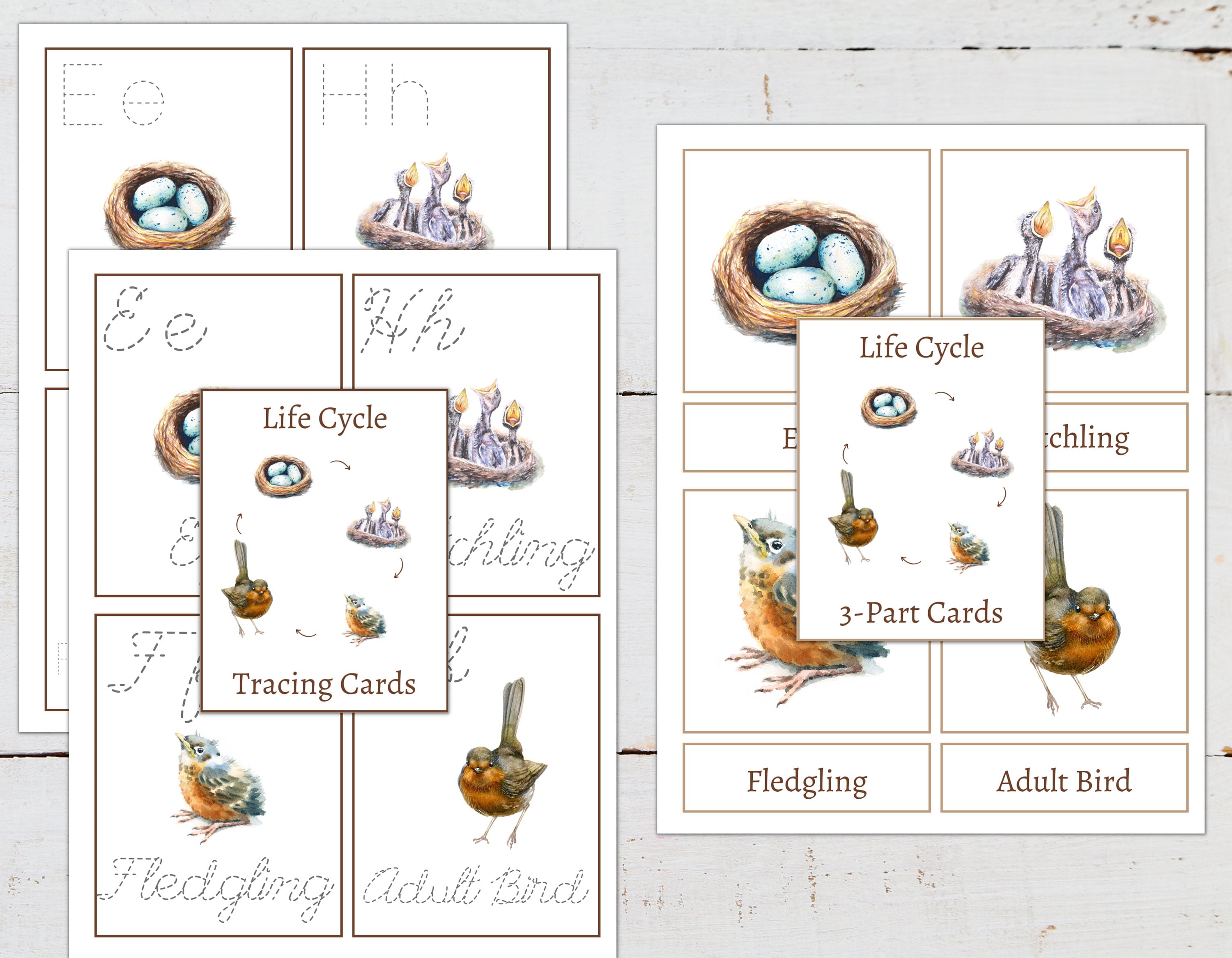 BIRD Unit Study Life Cycle Anatomy Nature Study Science - Etsy Canada