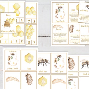 BEE Unit Study, Life Cycle, Anatomy, Nature Study, Science, Homeschool ...