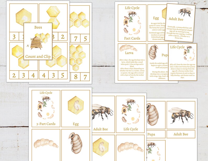 BEE Unit Study Life Cycle Anatomy Nature Study Science - Etsy Canada