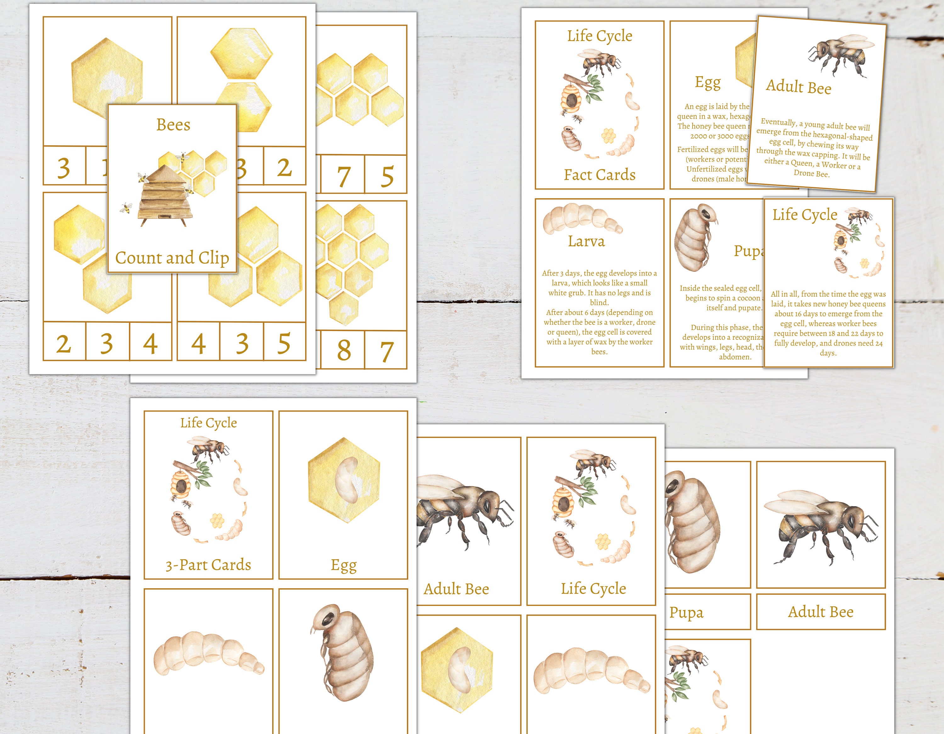 BEE Unit Study Life Cycle Anatomy Nature Study Science - Etsy