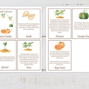 PUMPKIN Mini Unit Study, Life Cycle, Anatomy, Nature Study, Science ...