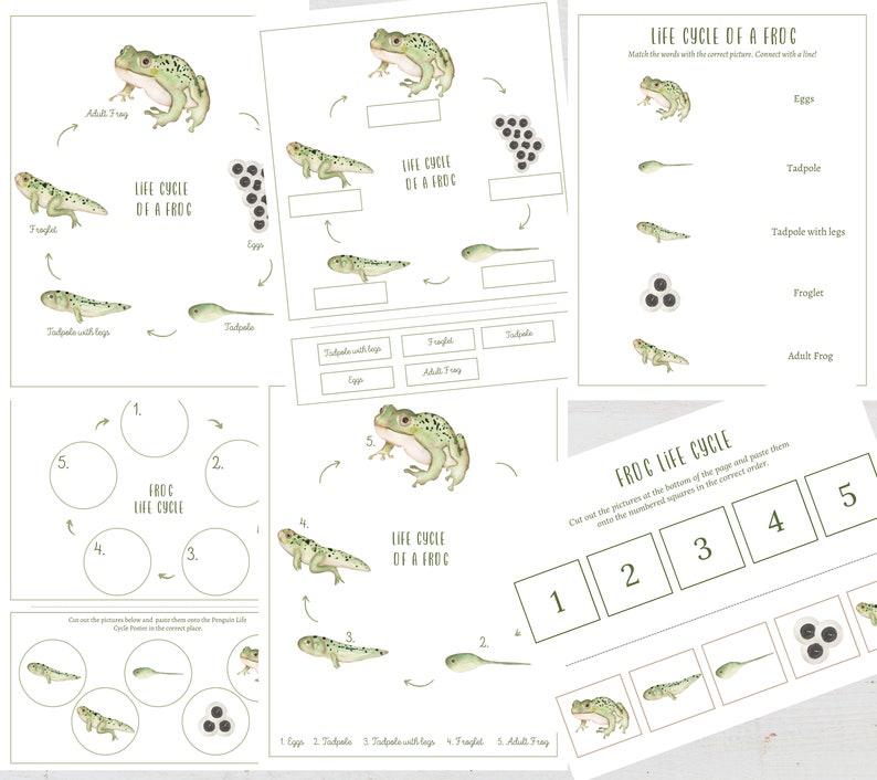 FROG Unit Study Life Cycle Anatomy Nature Study Science - Etsy