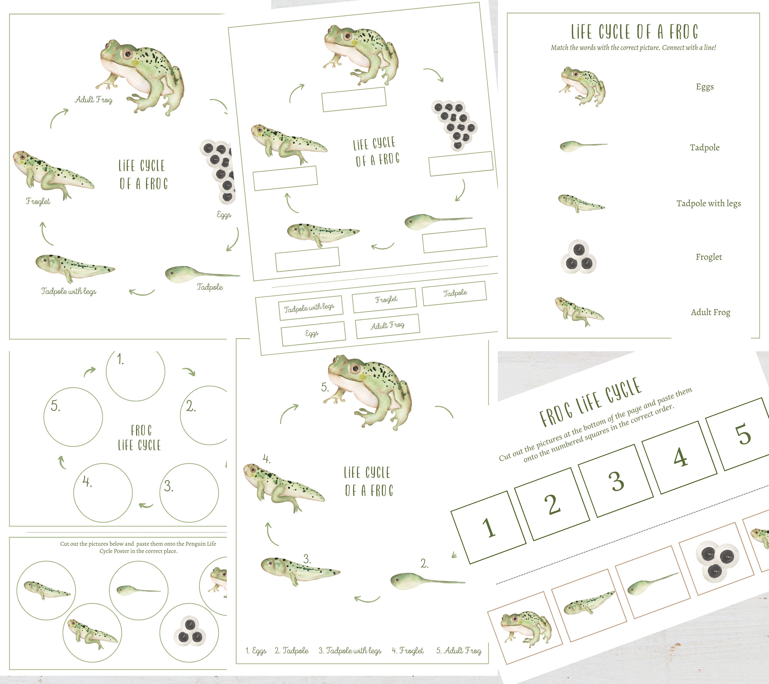 FROG Unit Study Life Cycle Anatomy Nature Study Science - Etsy