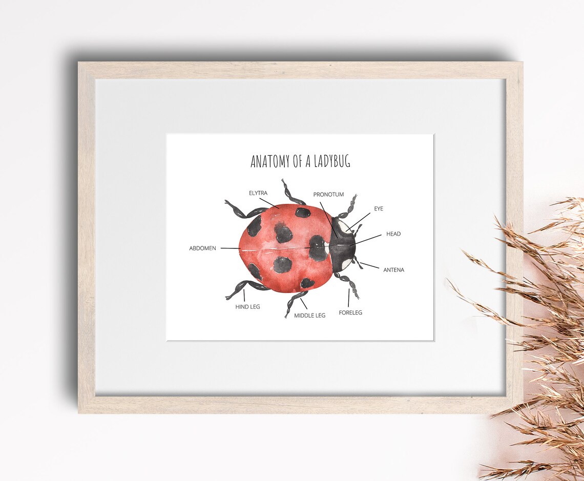 Ladybug Anatomy Anatomy of a Ladybug Nature Study Poster for | Etsy