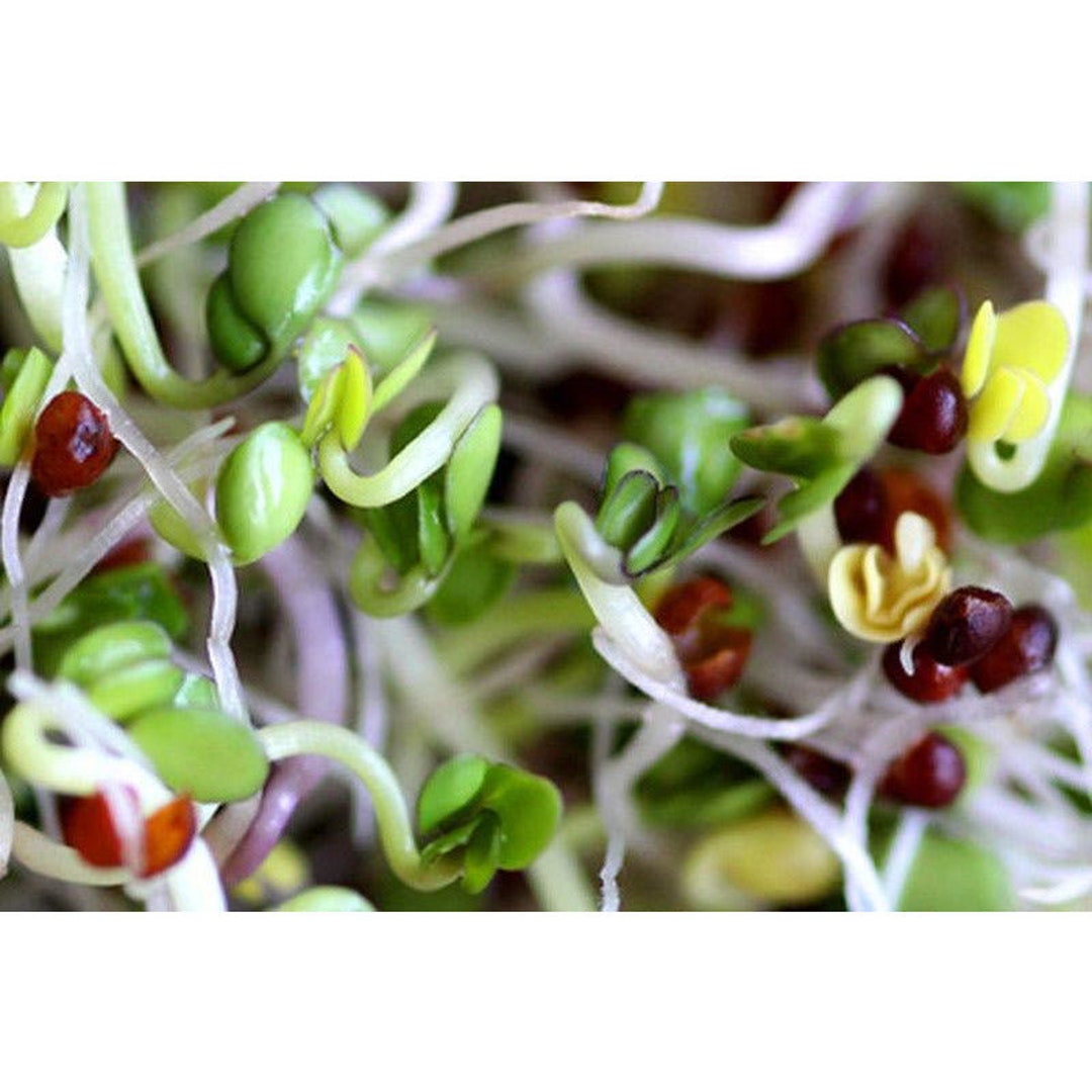 Deluxe Organic Sprouting Seed Mix - Etsy