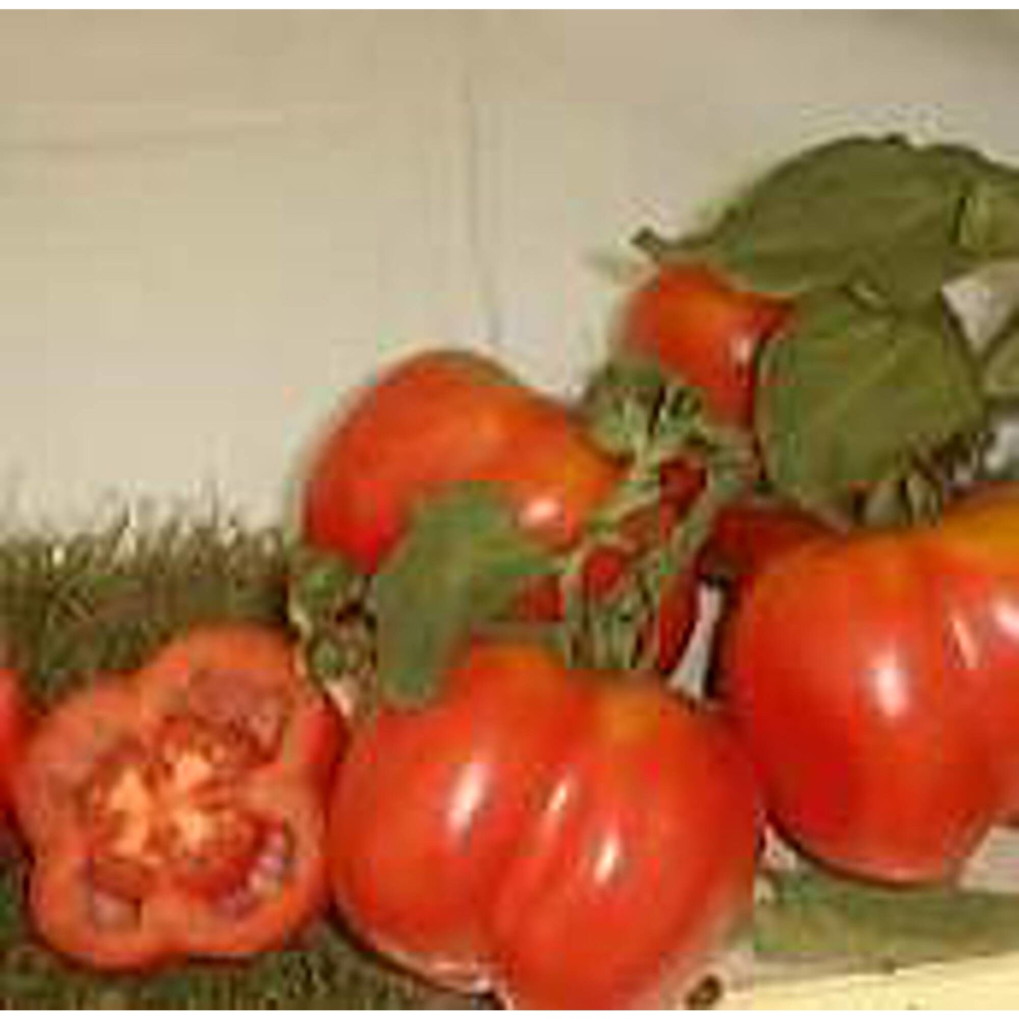 Liberty Bell Tomato Seeds - Etsy