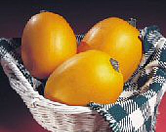 Squash, Spaghetti Squash Seeds, Heirloom, NON GMO, Country Creek Acres ...