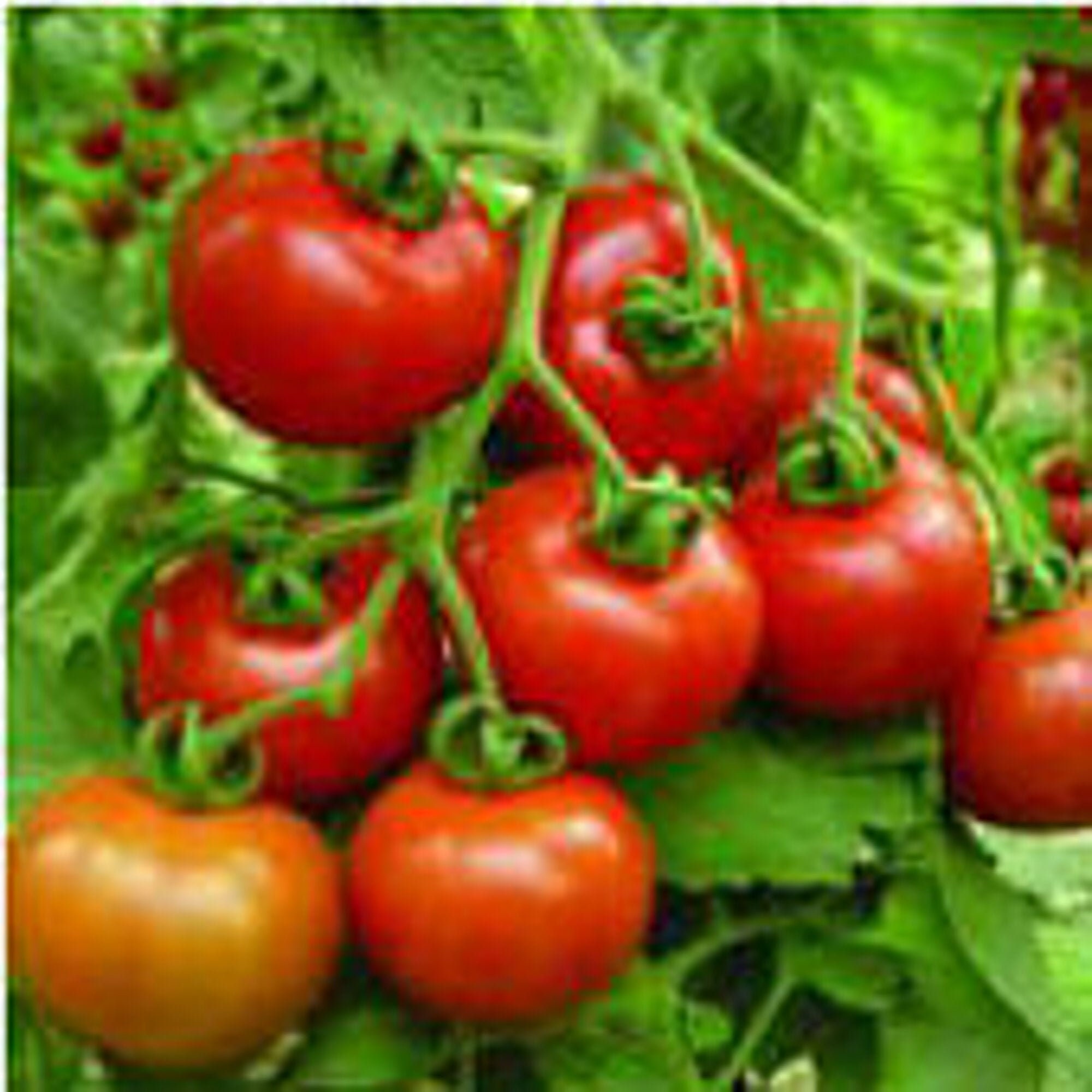 Cluster Goliath Tomato Seeds - Etsy