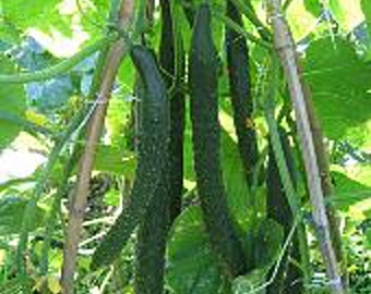 Japanese Long Cucumber Seeds - Etsy