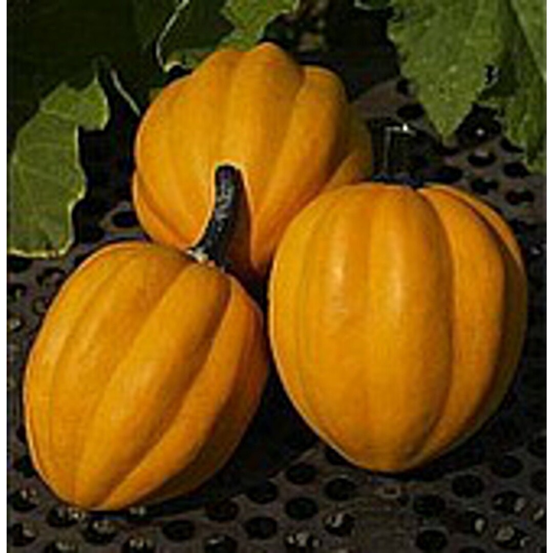 Table Gold Squash Seeds - Etsy