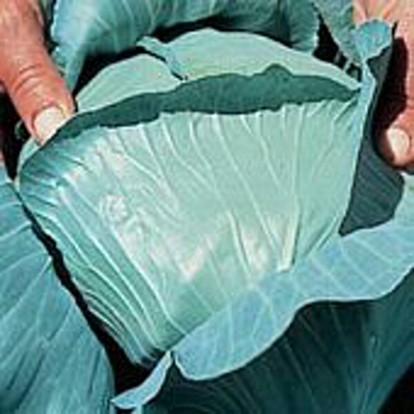 Cabbage Seeds - Etsy