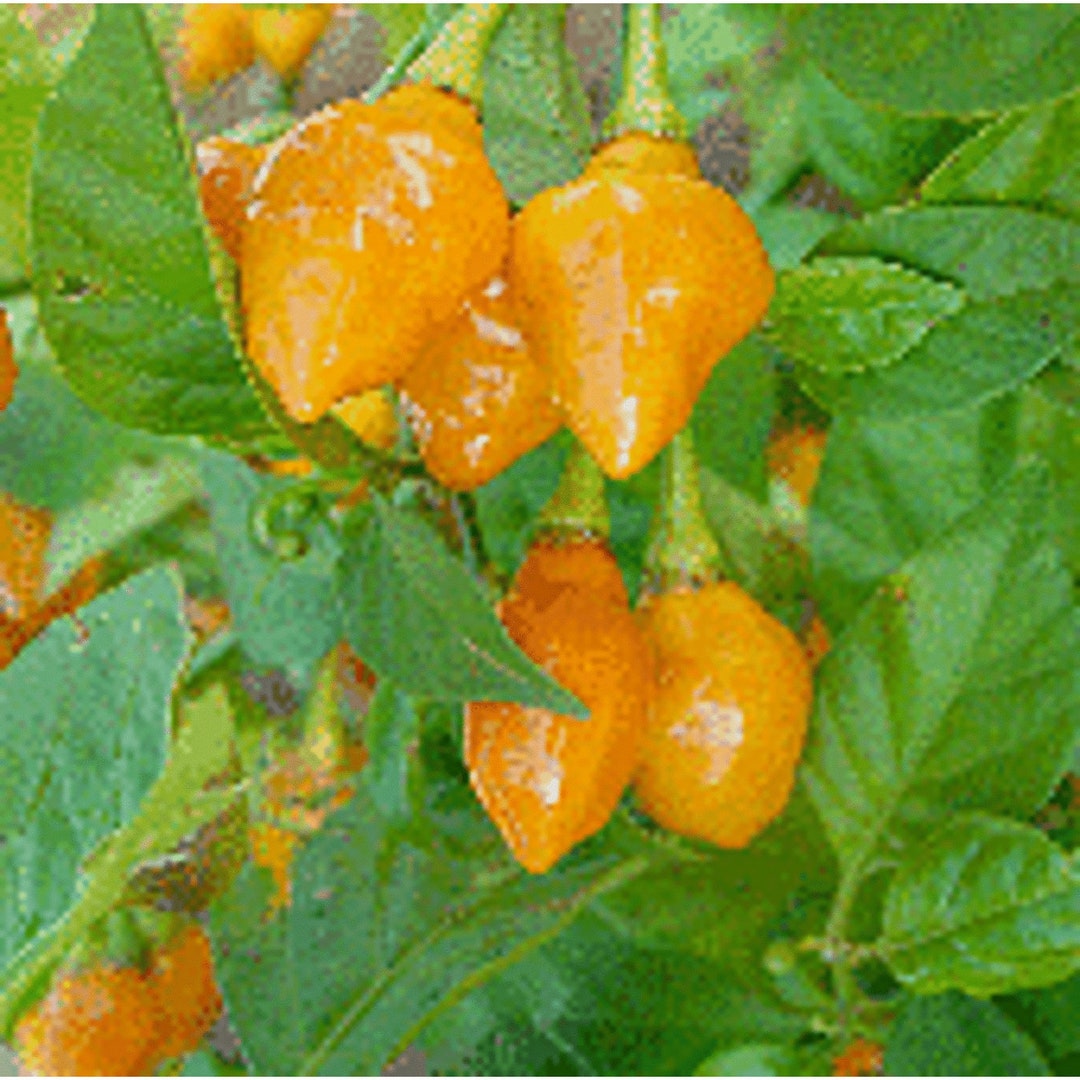 Capsicum Chinense USDA 653673 Hot Peppers Seeds - Etsy