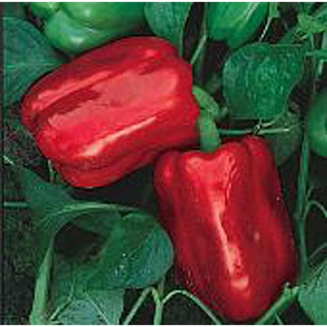 Chinese Giant Sweet Peppers Seeds - Etsy