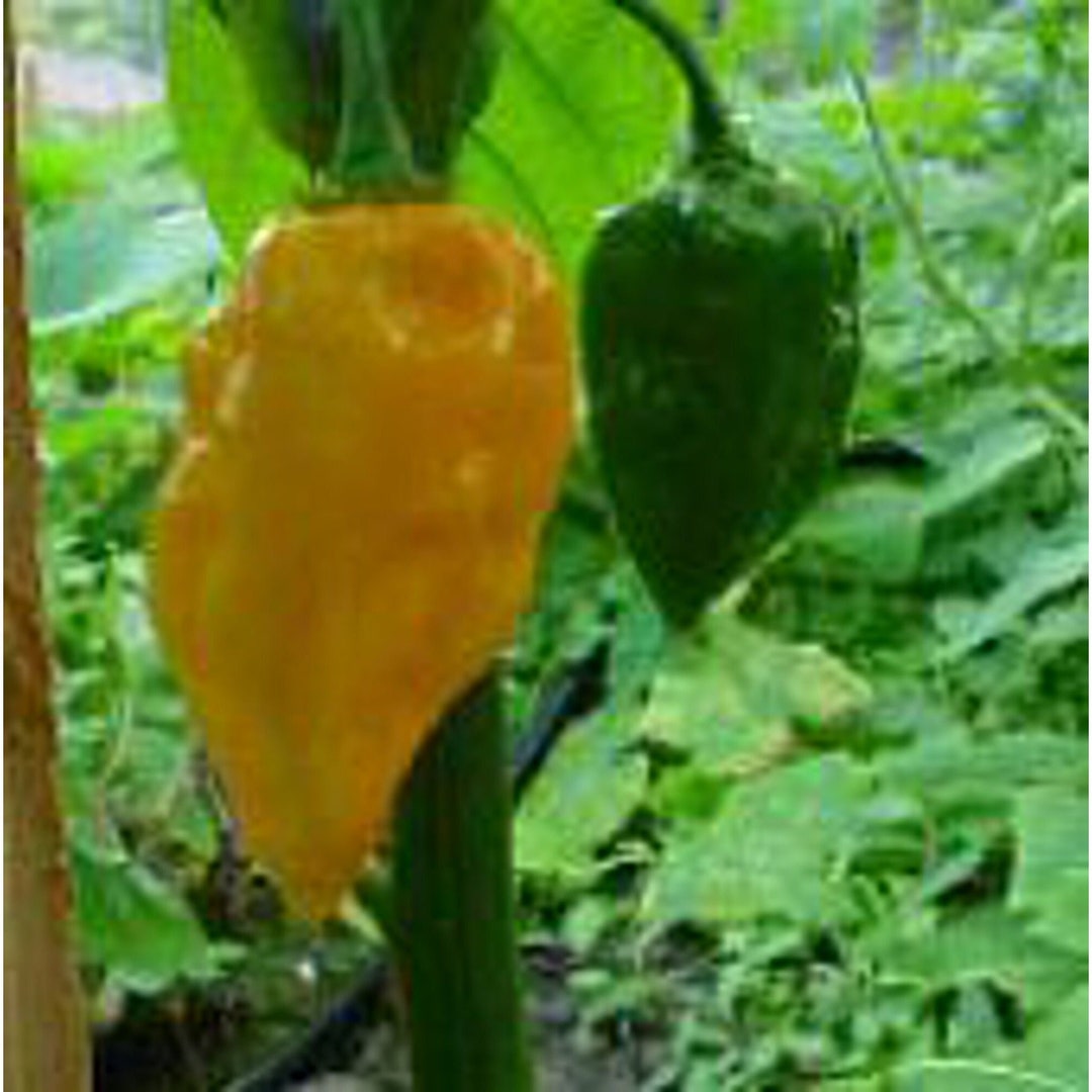 Devil's Tongue Hot Peppers yellow Seeds - Etsy