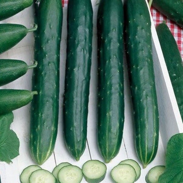 English Cucumber Seeds - Etsy