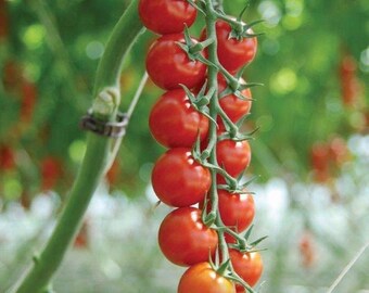 BIN2R9D8 Tomato Seeds 100 Bulk Indigo Fireball F1 Tomato - Etsy