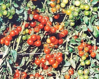 BIN2R9D8 Tomato Seeds 100 Bulk Indigo Fireball F1 Tomato - Etsy