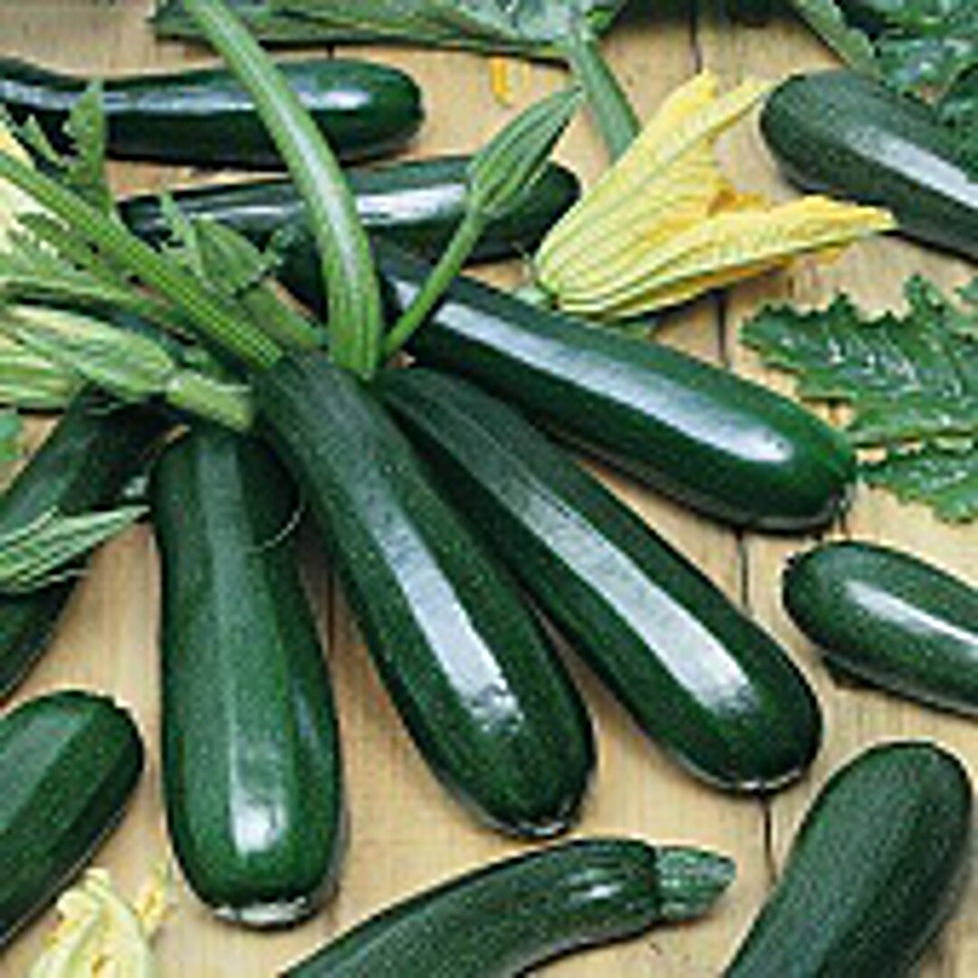 Dark Green Zucchini Squash Seeds - Etsy