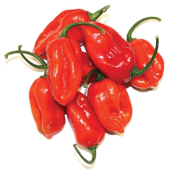 Hot Pepper - Etsy