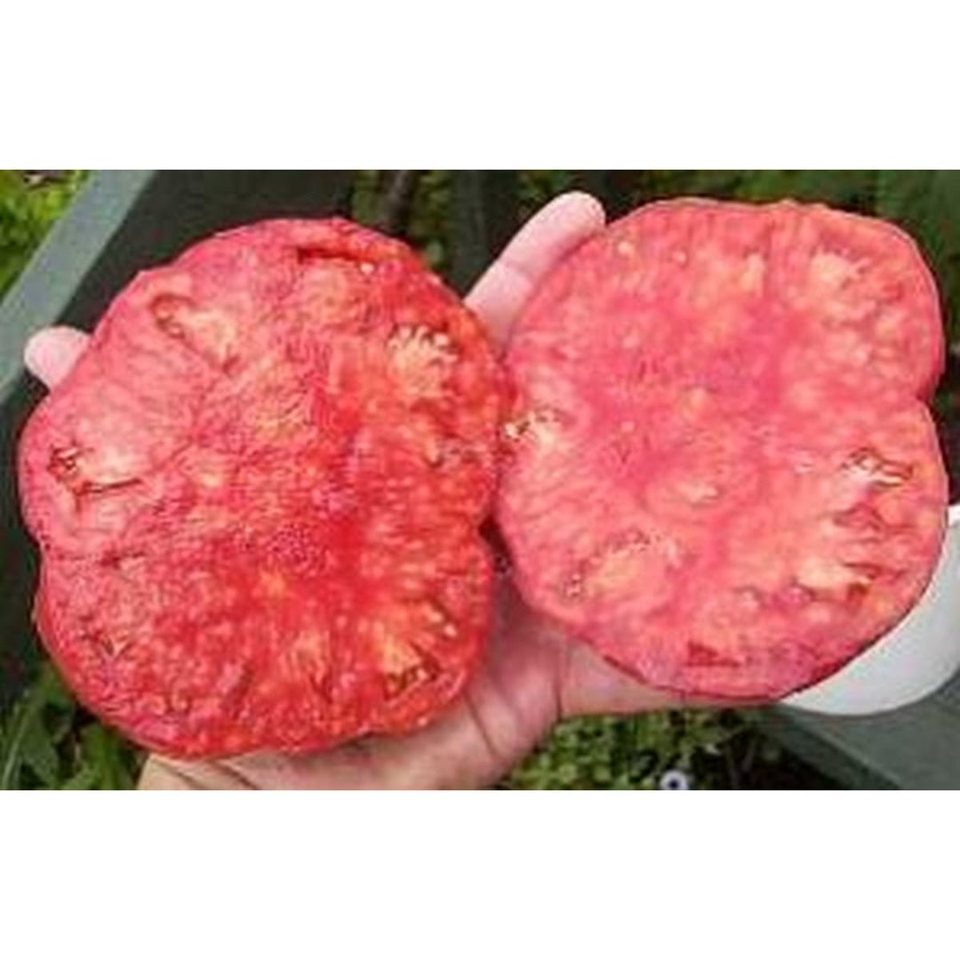 SOLDACKI TOMATO SEEDS - Etsy