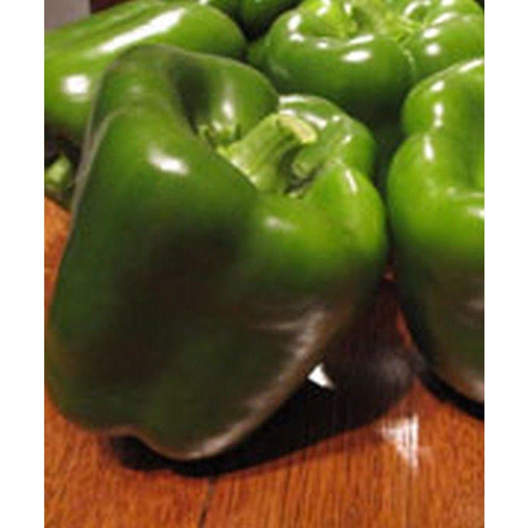 Vanguard Hybrid Sweet Bell Pepper Seeds - Etsy