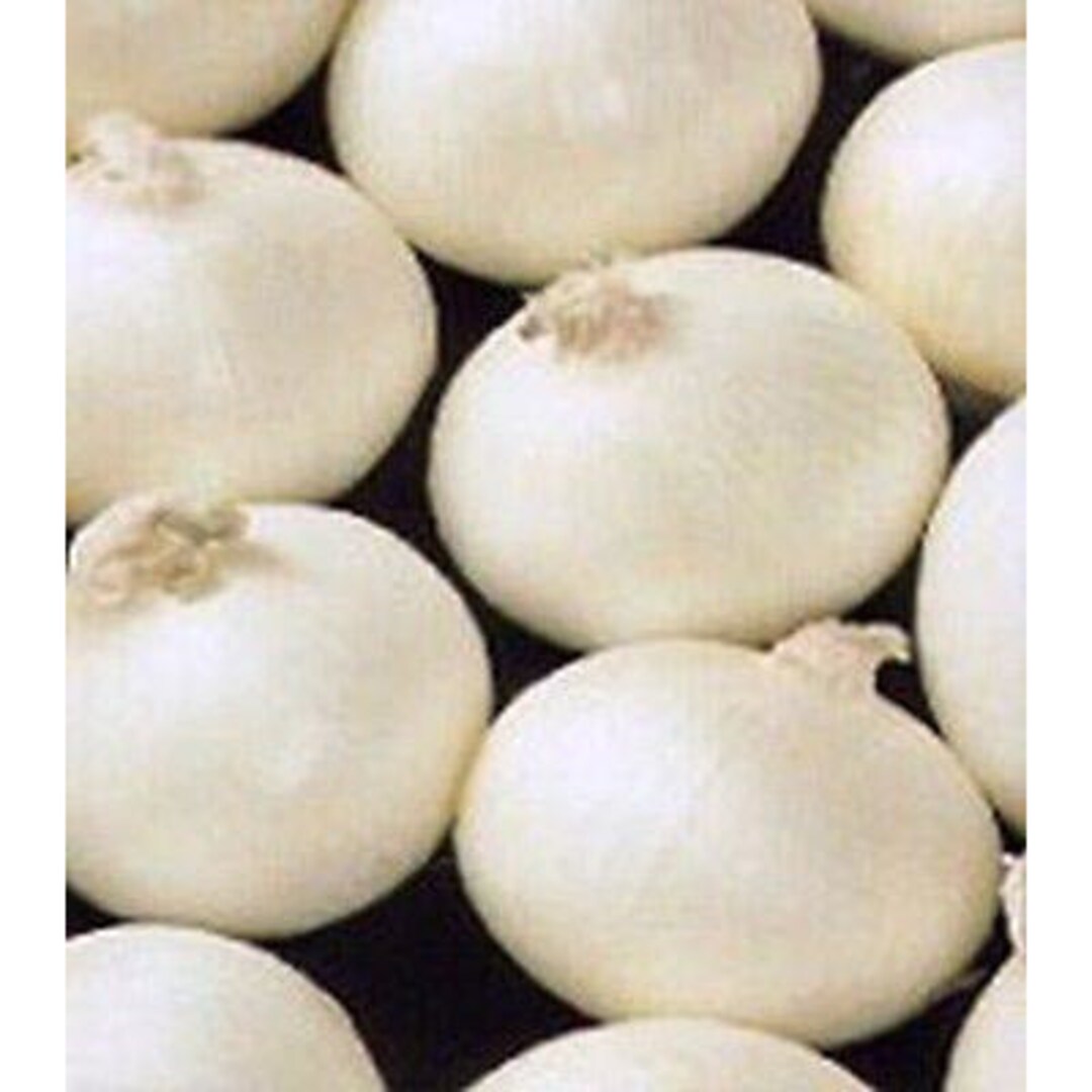 White Bermuda Onion Seeds - Etsy