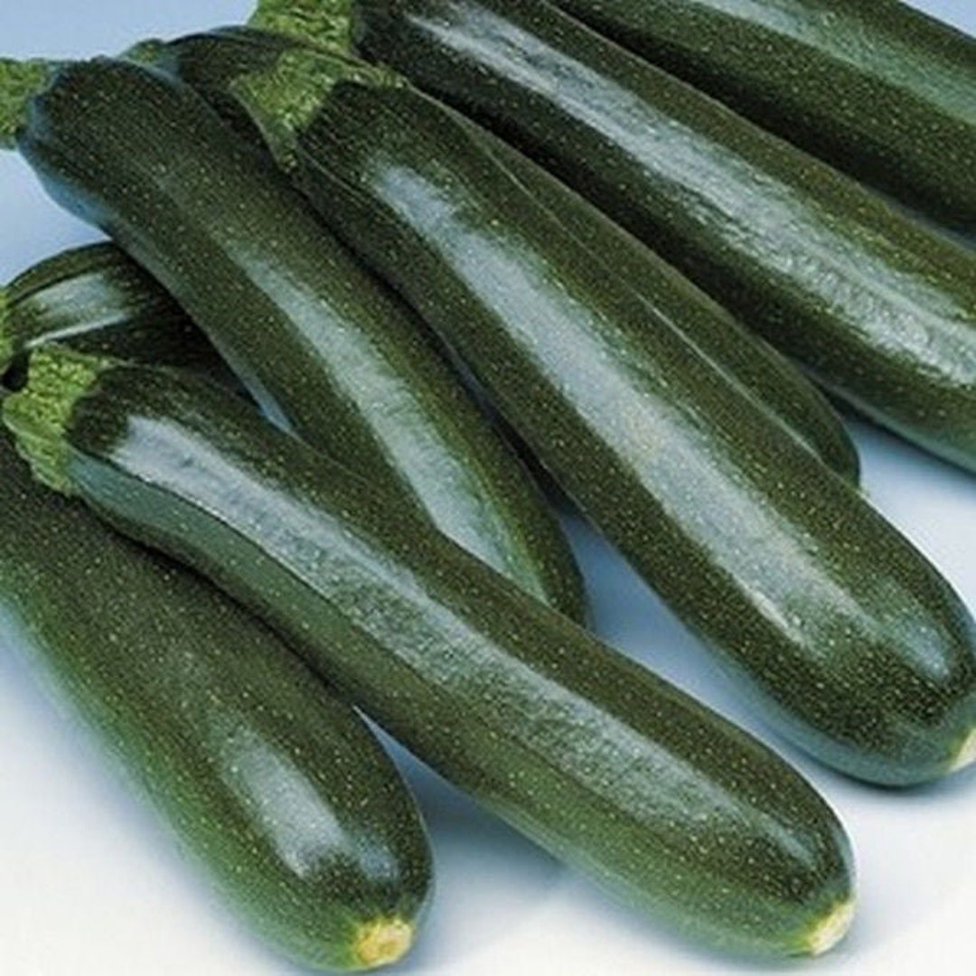 Dark Green Zucchini Squash Seeds - Etsy