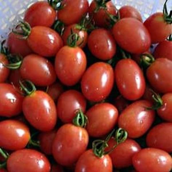 Sugar Bomb Tomato Seed - Etsy