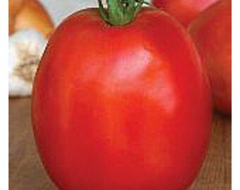 12 SUN GOLD Hybrid Tomato Seeds Sungold the Best Tasting Cherry Tomato ...
