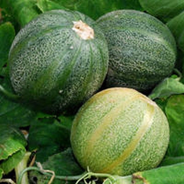 Minnesota Midget Melon - Etsy
