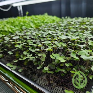 Silicone Reusable Microgreen Grow Medium / Microgreen Grow Mat ...