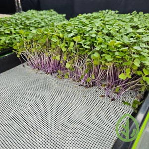 Silicone Reusable Microgreen Grow Medium / Microgreen Grow Mat ...