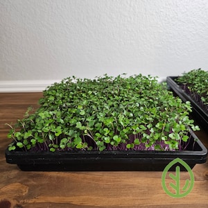 Silicone Reusable Microgreen Grow Medium / Microgreen Grow Mat ...