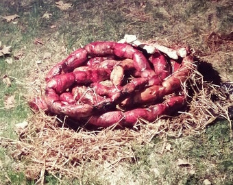 Fake Intestines Prop - Etsy