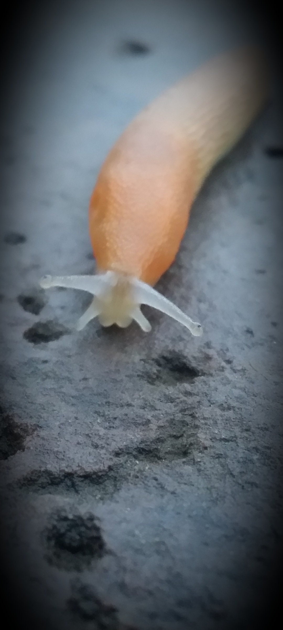 The Morning Slug, Slug Picture, Slug Photo, Slug - Etsy