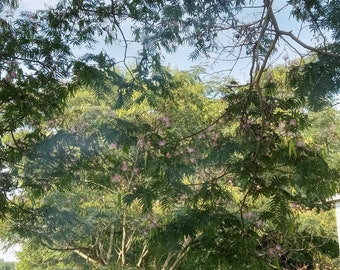 Mimosa Tree Sapling - Etsy
