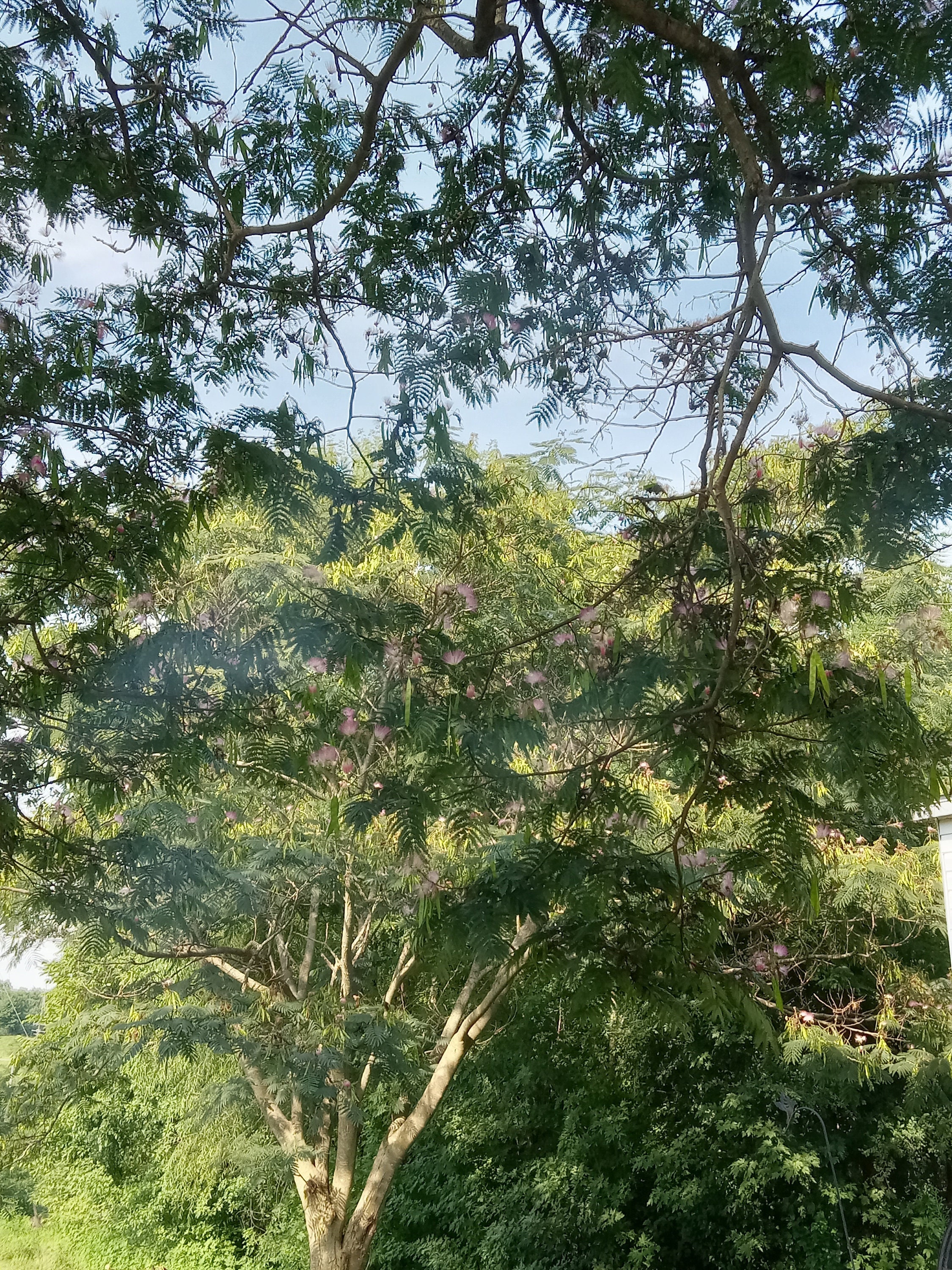 Mimosa Tree Saplings - Etsy