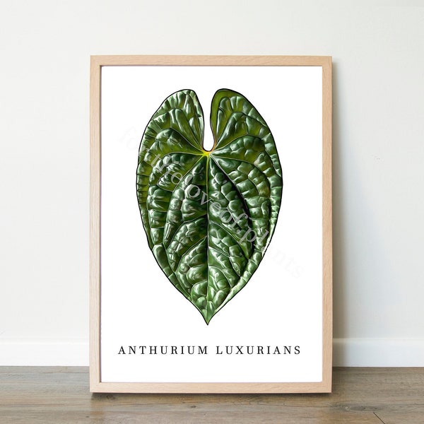 Anthurium - Etsy