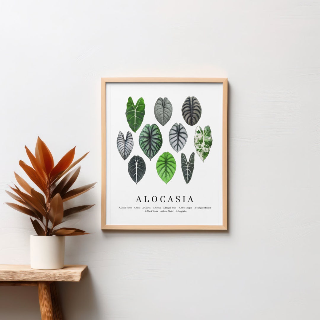Alocasia Identification Plant Species Chart Poster | Indoor Jungle Wall ...