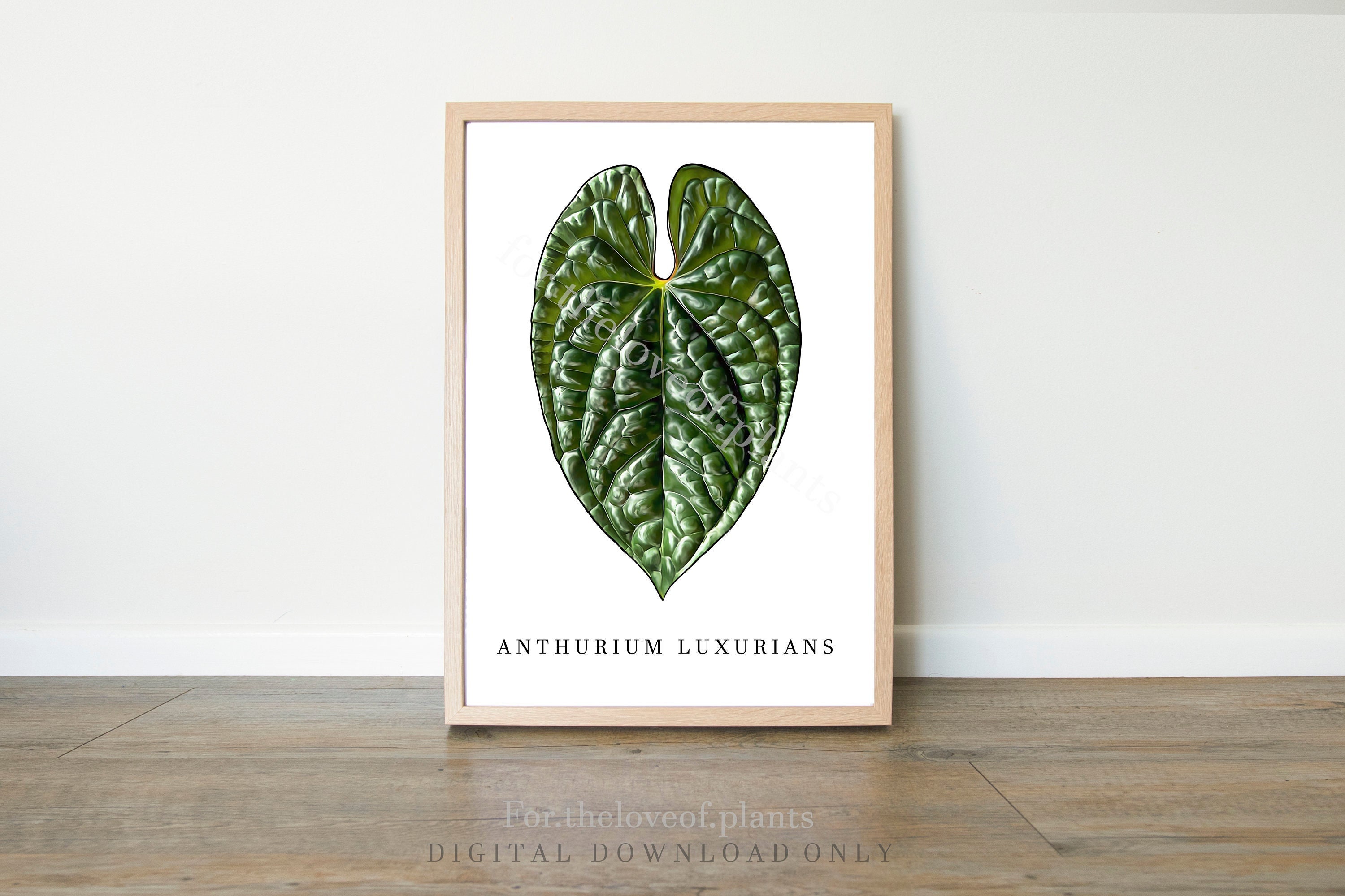 Anthurium Luxurians Aroid Plant Wall Art Digital Print, Indoor Plant ...