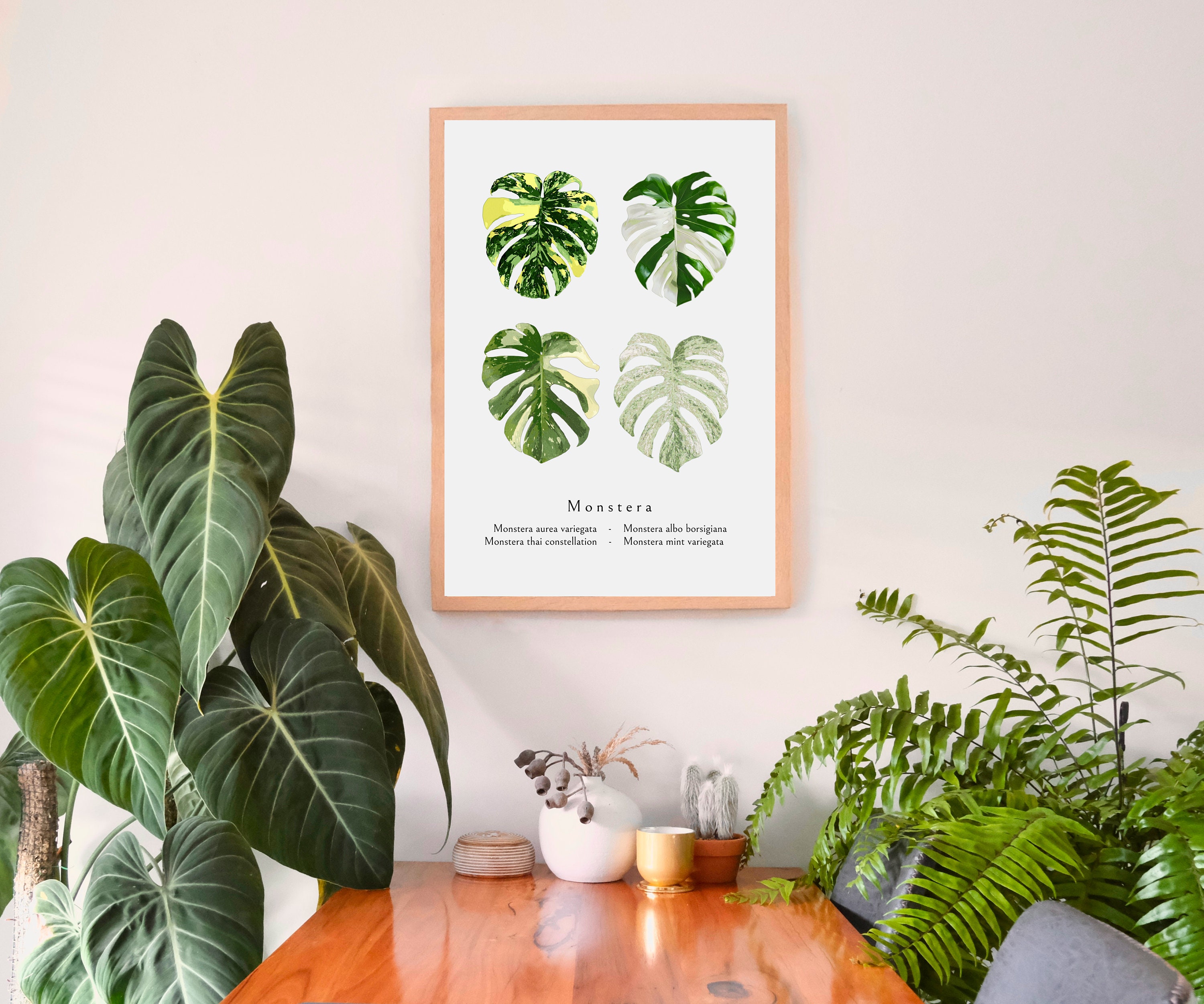 Varigated Monstera Poster Rare Plant, Identification Plant Species ...
