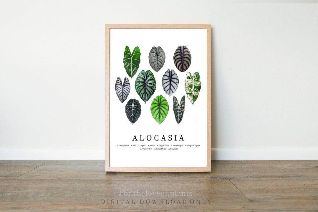 Alocasia Identification Plant Species Chart, Indoor Botanical Art ...