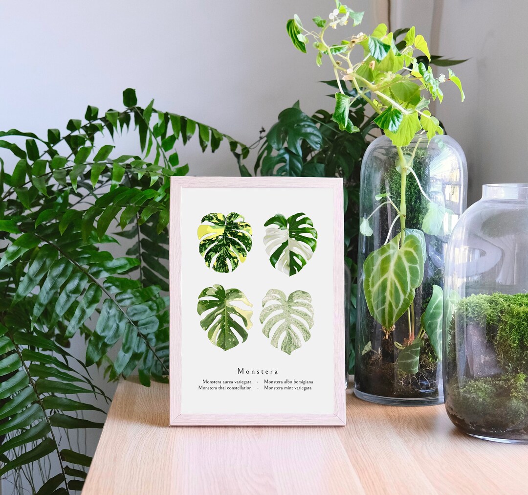 Varigated Monstera Poster | Rare Plant, Identification Plant Species ...