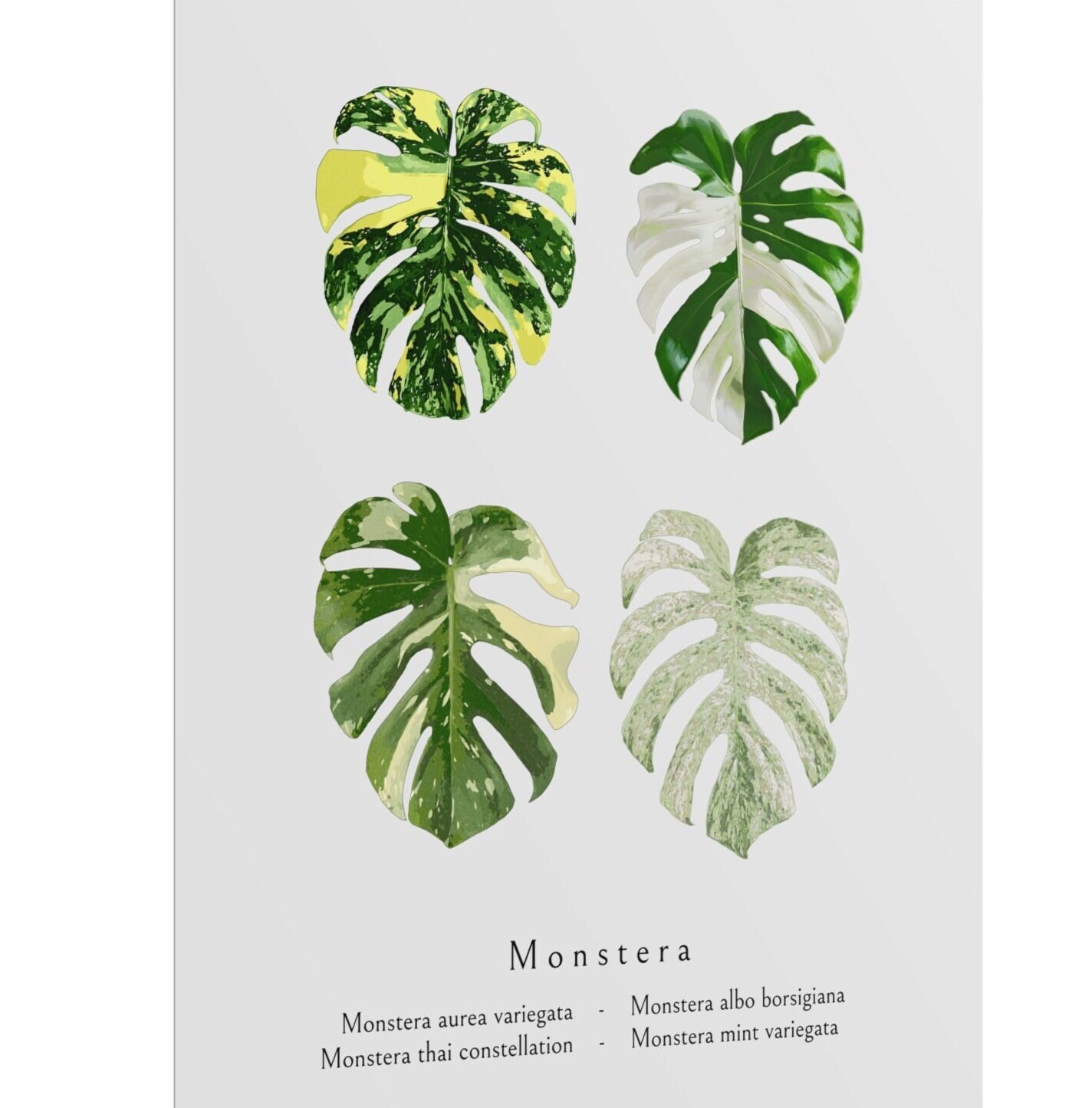 Varigated Monstera Poster Rare Plant, Identification Plant Species ...