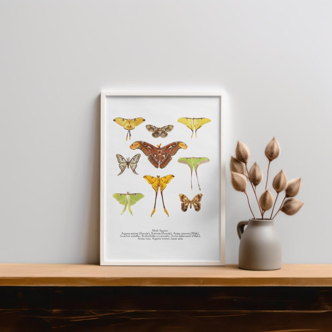 Moth Species Chart Poster | Cottagecore Print, Colorful Moth, Butterfly ...